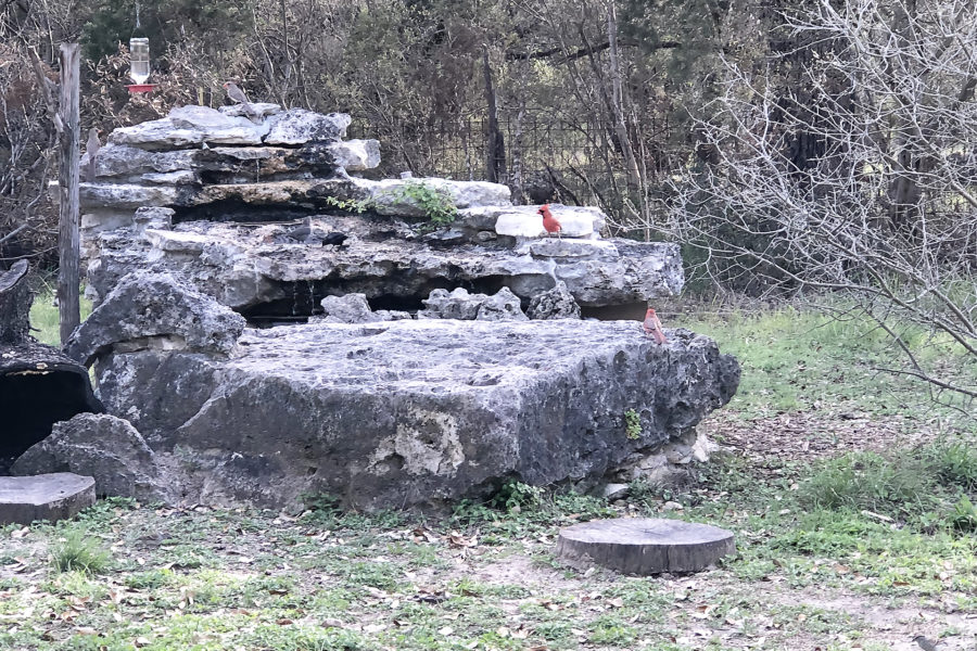 The Bird Blind - Friends of Guadalupe River State Park and Honey Creek ...